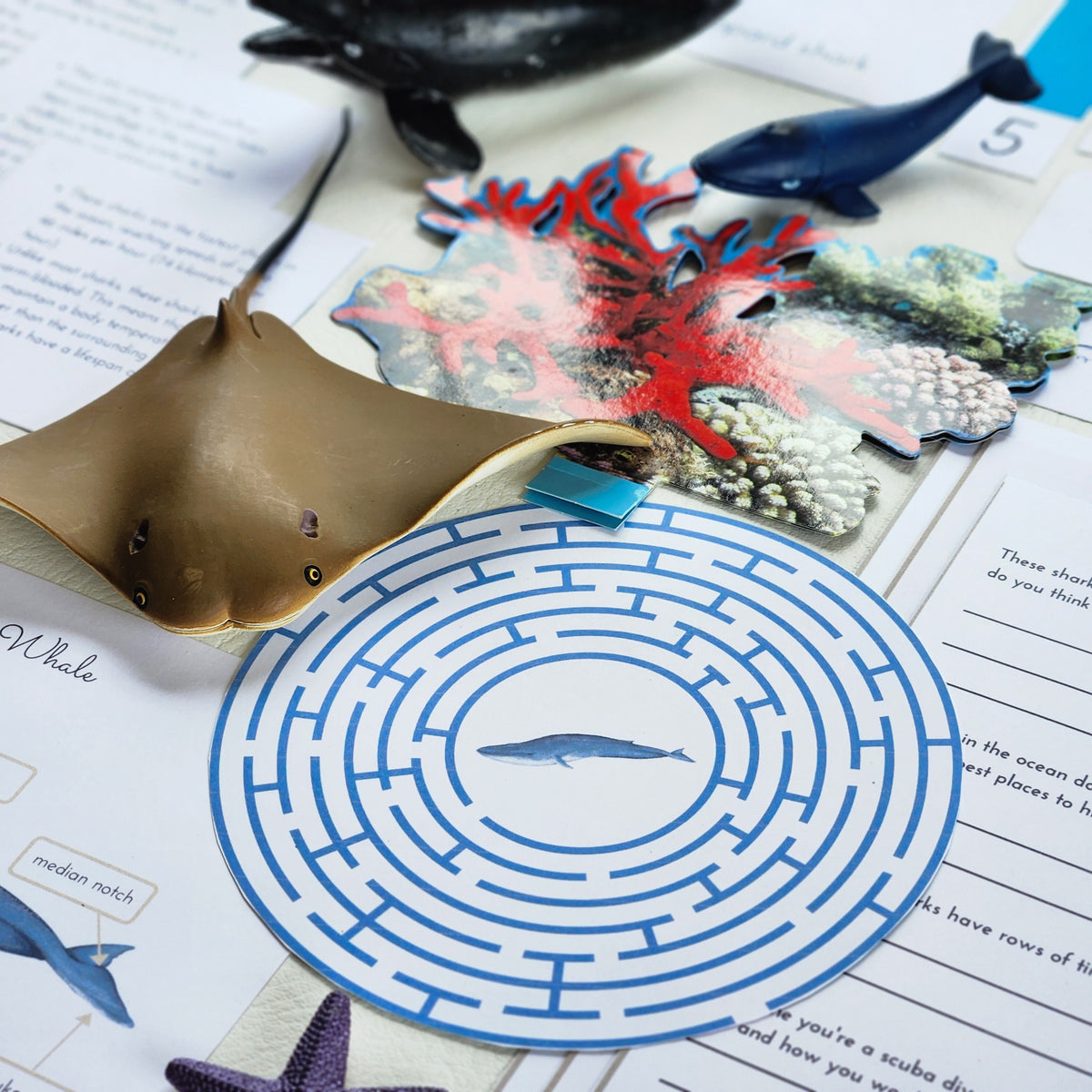 Whales, Dolphins & Shark Learning Pack – Learning with Play