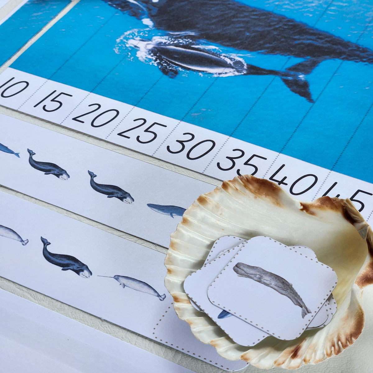 Whales, Dolphins & Shark Learning Pack – Learning with Play