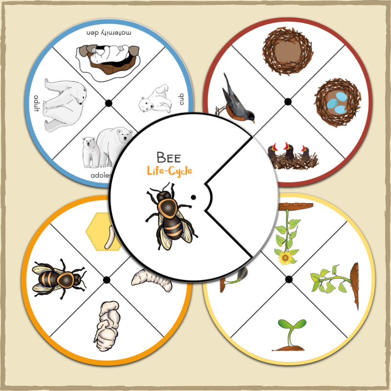 10 Montessori Life-Cycle Sets Bundle – Learning with Play