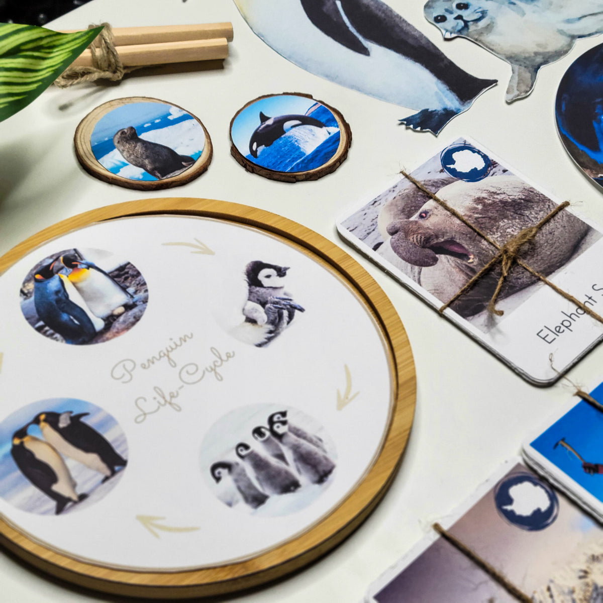 Antarctica Continent Study – Learning with Play