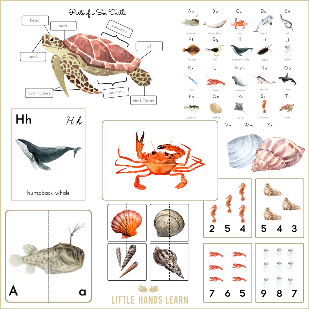 Ocean Activity Bundle – Learning with Play