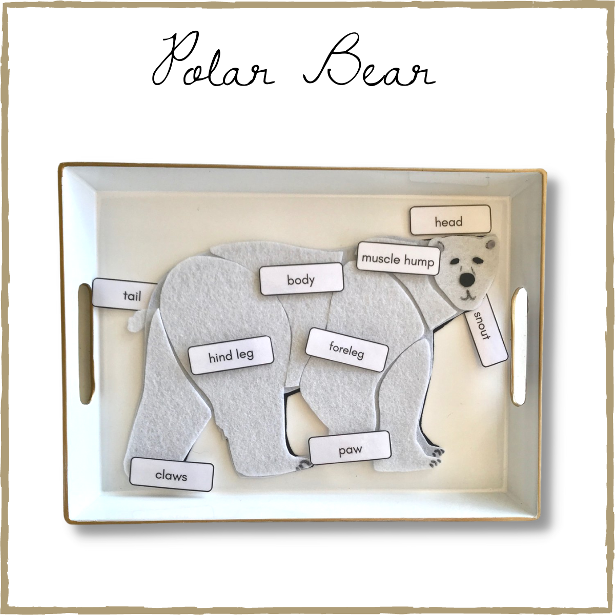Polar Bear Body Parts Diagram