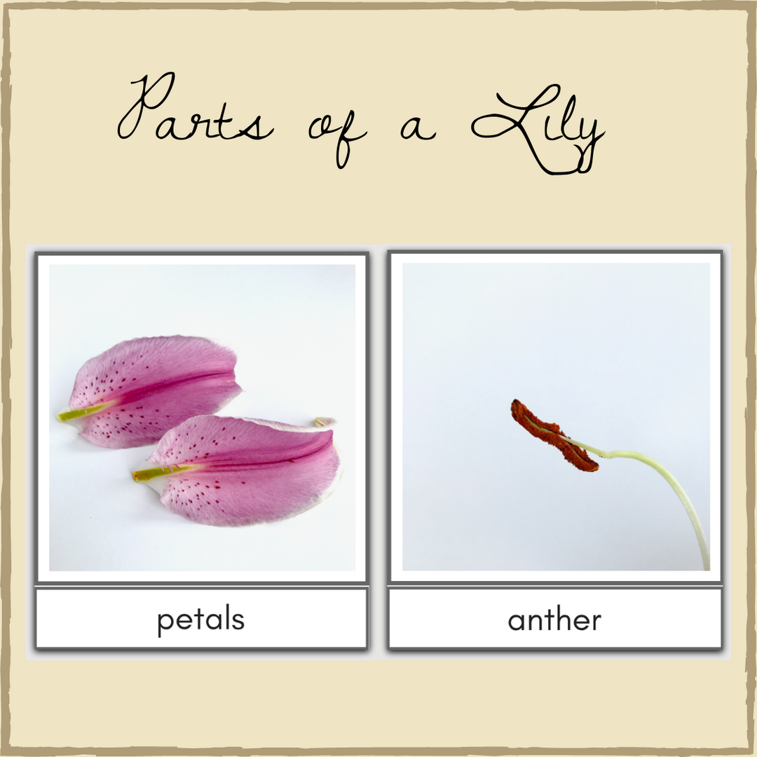 Parts of a Flower Montessori 3-Part Cards – Learning with Play