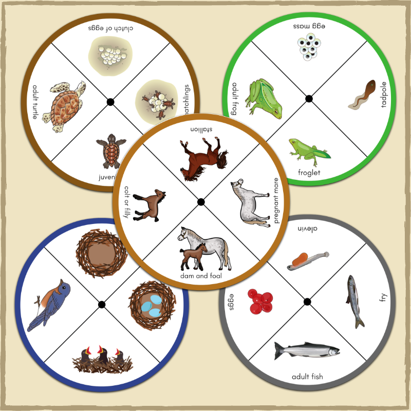 Mammal Life Cycle Diagram