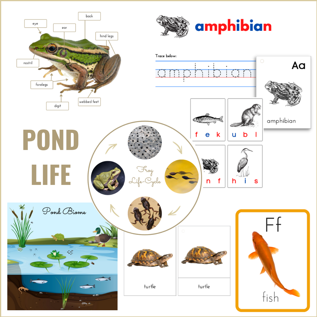 Pond and River Activity Bundle – Learning with Play