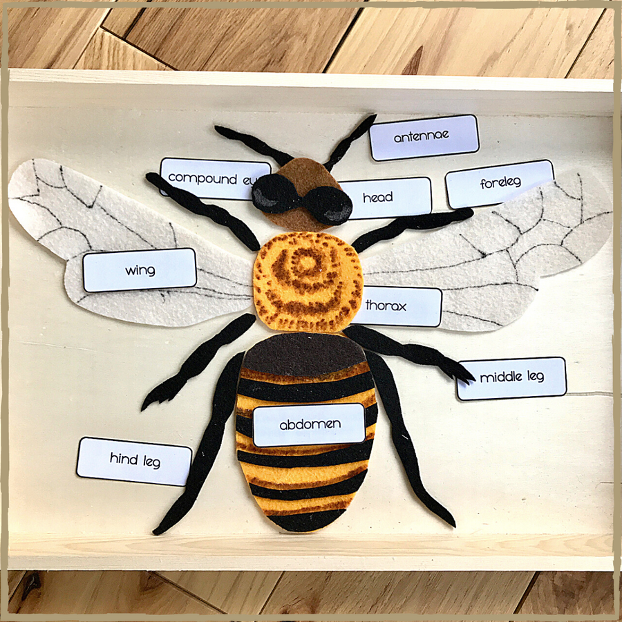 Parts of a Bee Puzzle - Printable Template – Learning with Play