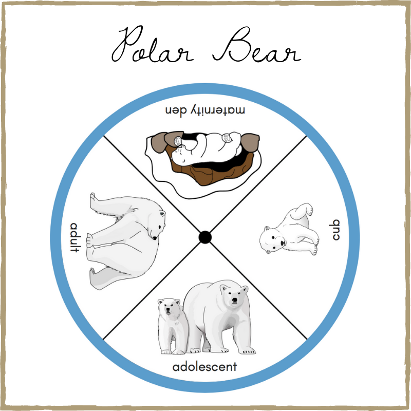 Polar Bear Life-Cycle – Learning with Play