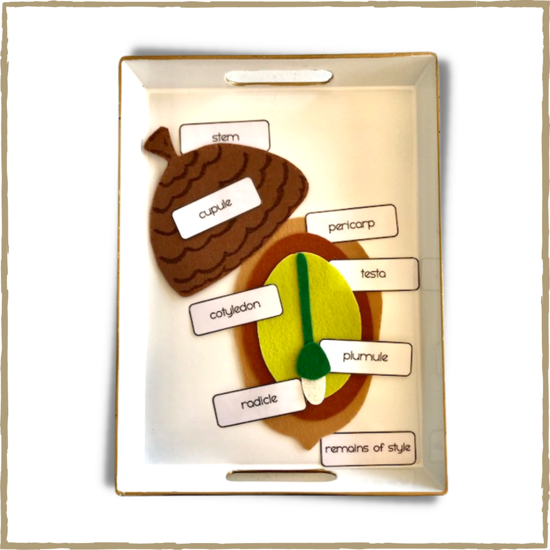 DIY Felt Acorn Parts and Oak Tree Life-Cycle – Learning with Play