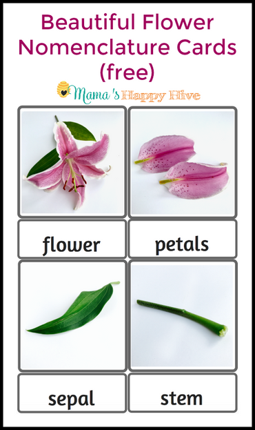 Parts of a Flower Montessori 3-Part Cards – Learning with Play